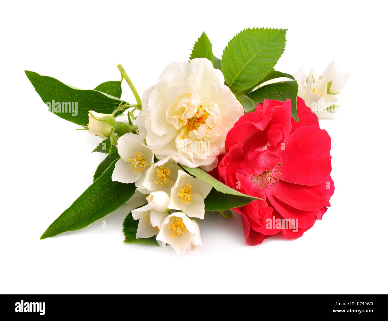 Rose with jasmine isolated on white background Stock Photo - Alamy