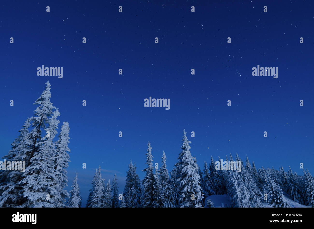 Winter landscape in blue tones. Snowy trees in a mountain forest ...