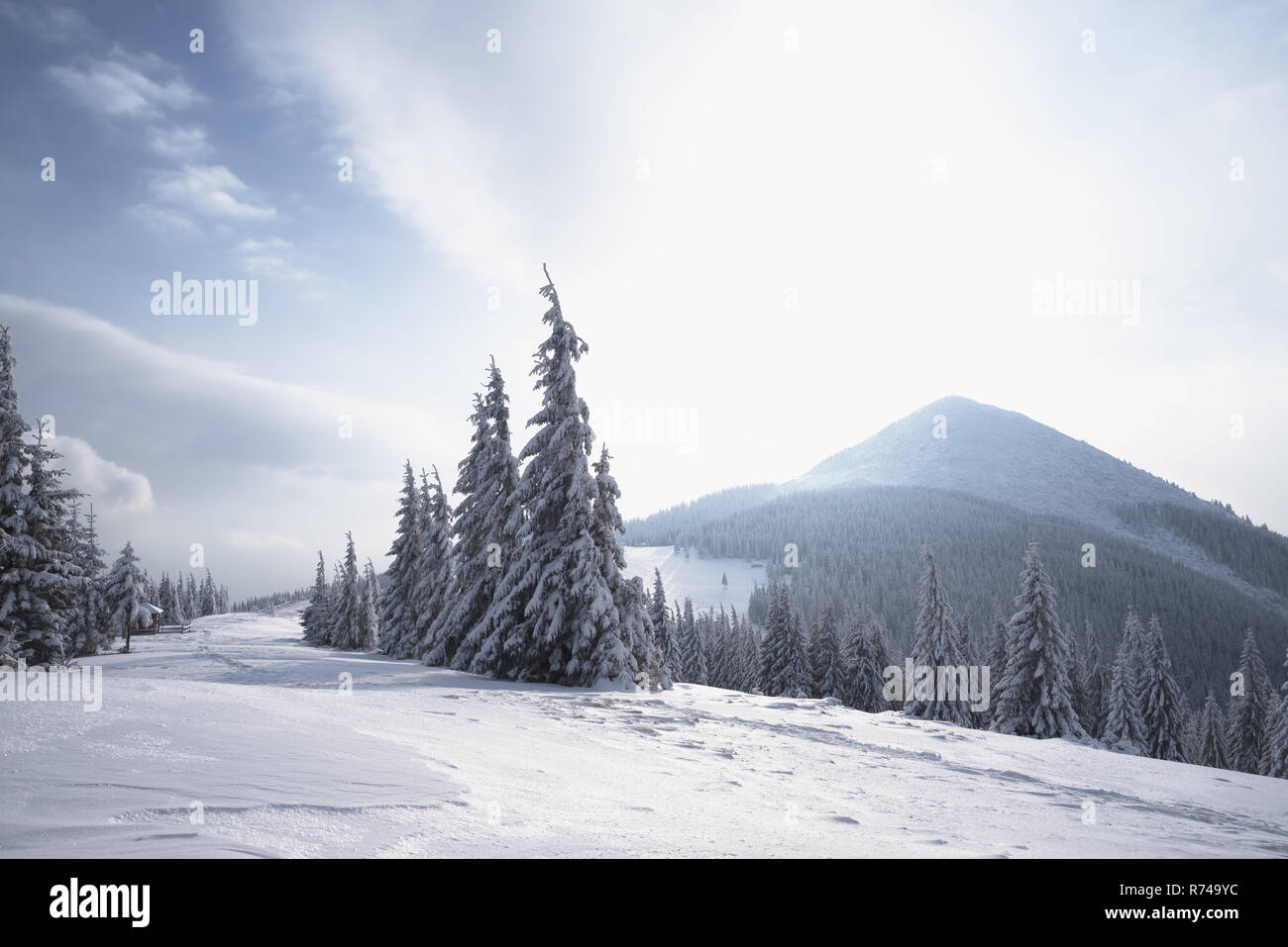 Winter landscape with fir forest covered with snow. Overcast day Stock ...