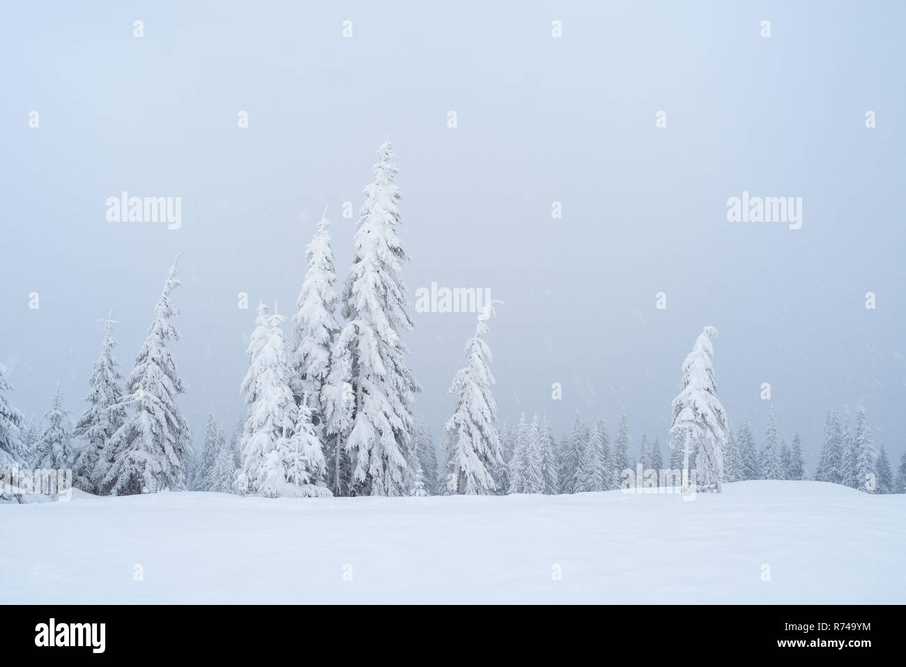 Snowfall tree hi-res stock photography and images - Alamy