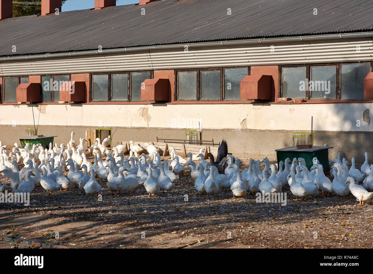 Goose wing building hi-res stock photography and images - Alamy