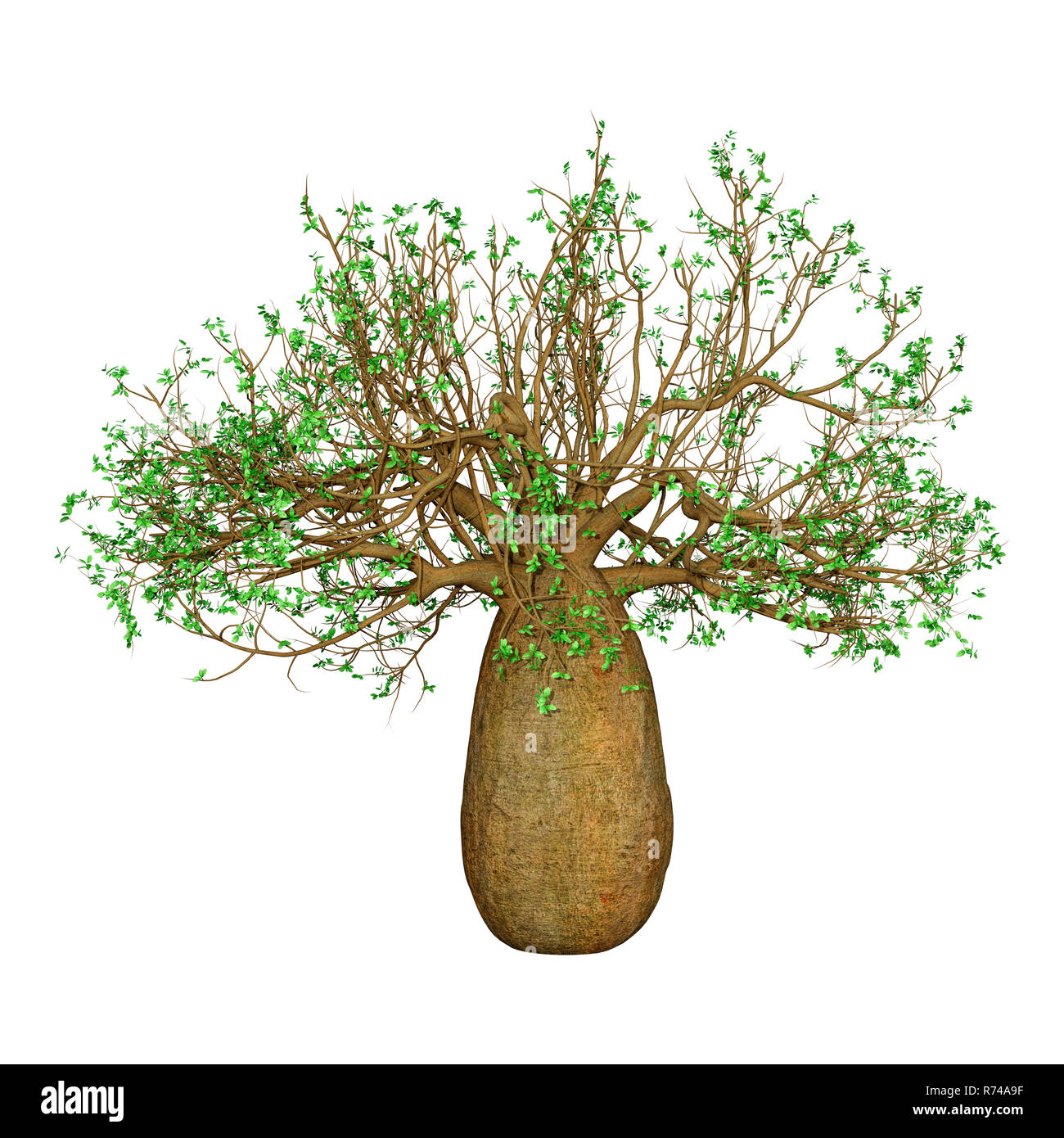 Giant baobab Cut Out Stock Images & Pictures - Alamy