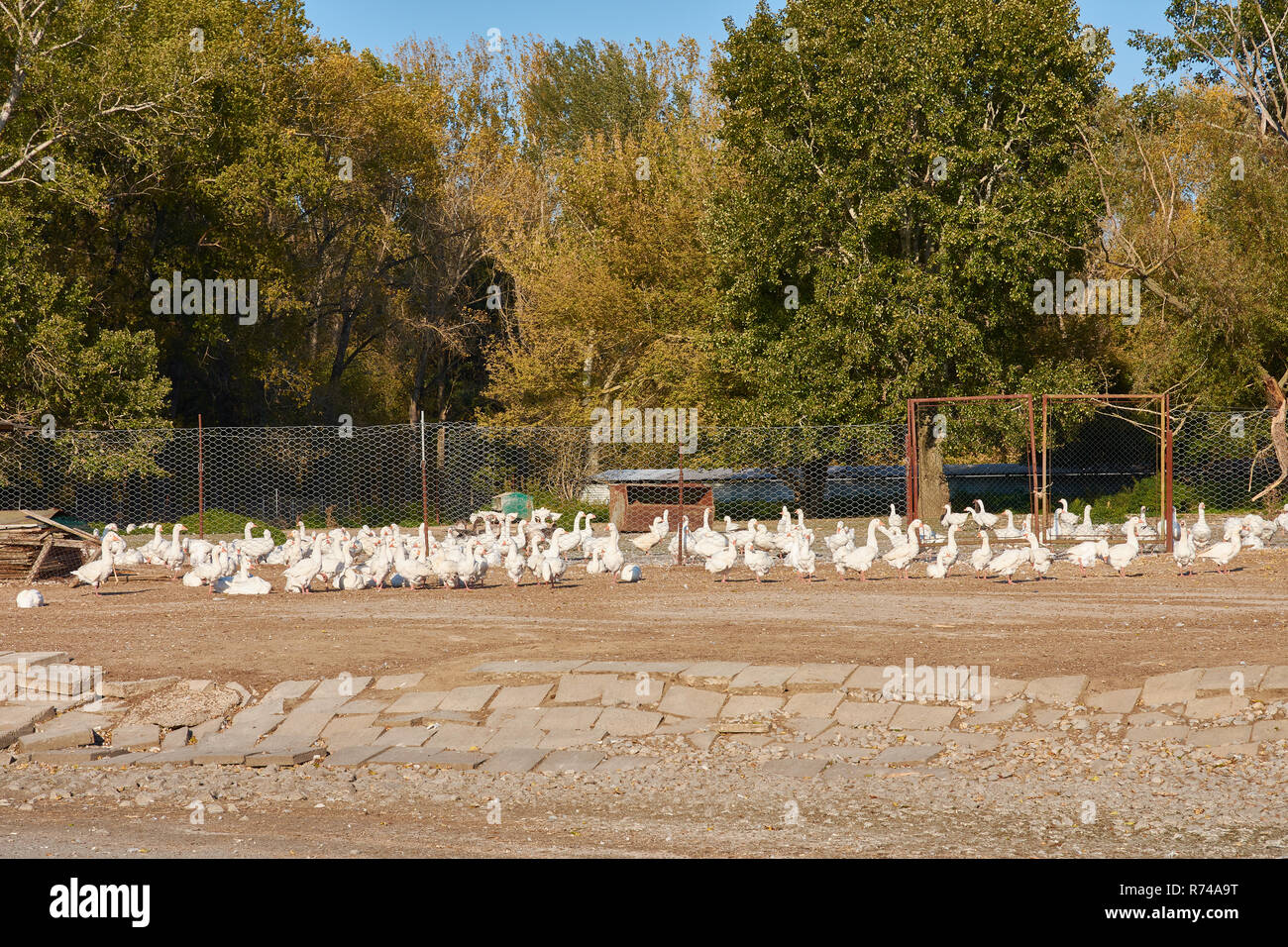 Goose wing building hi-res stock photography and images - Alamy