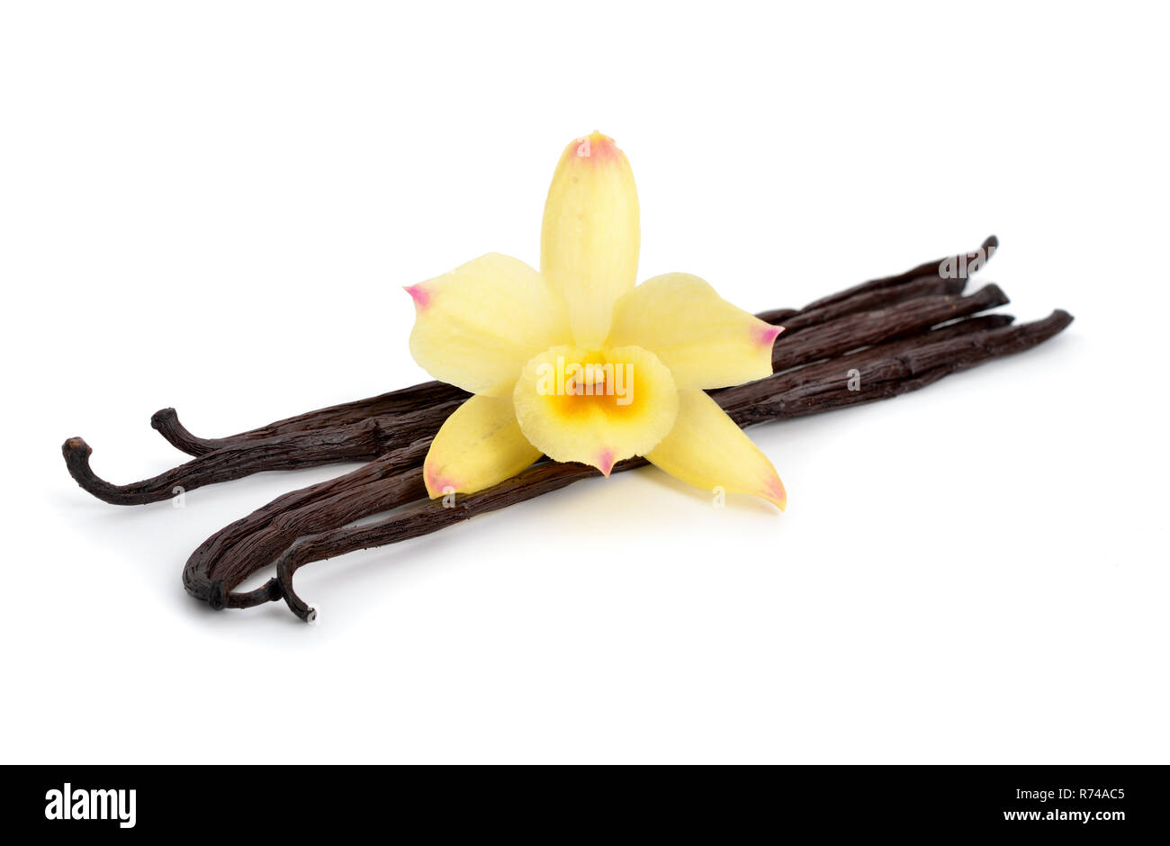 Vanilla pods with one yellow orchid. Isolated on white background Stock ...