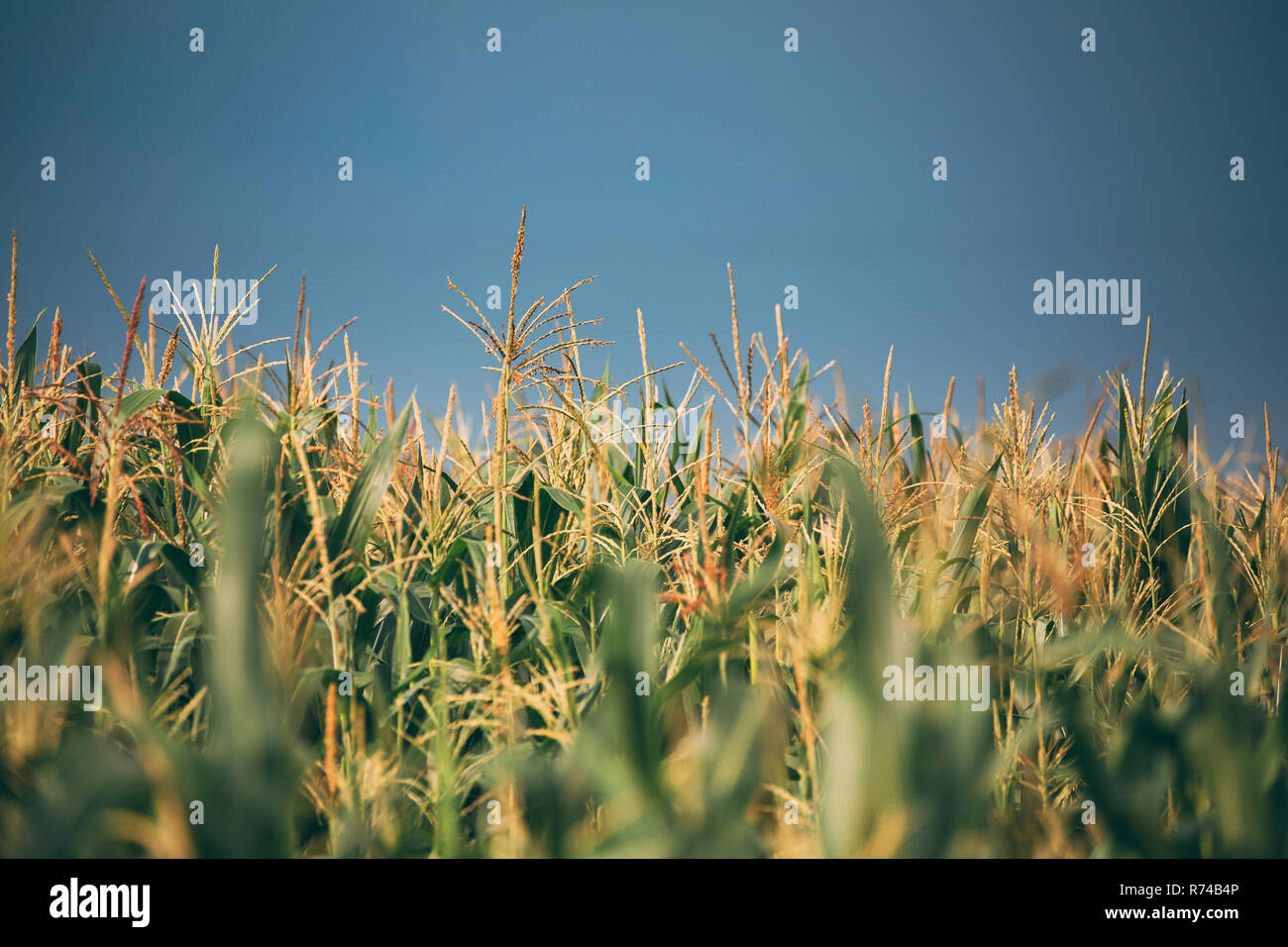 Green Maize Corn Field Plantation In Summer Agricultural Season Stock ...