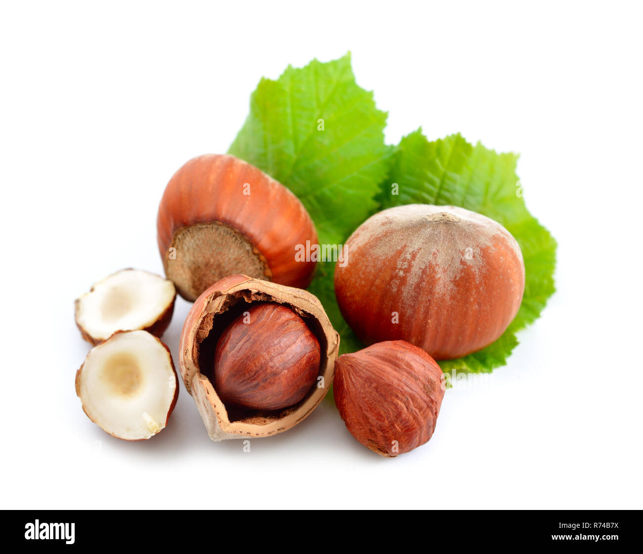 Hazelnut - a filbert isolated Stock Photo - Alamy