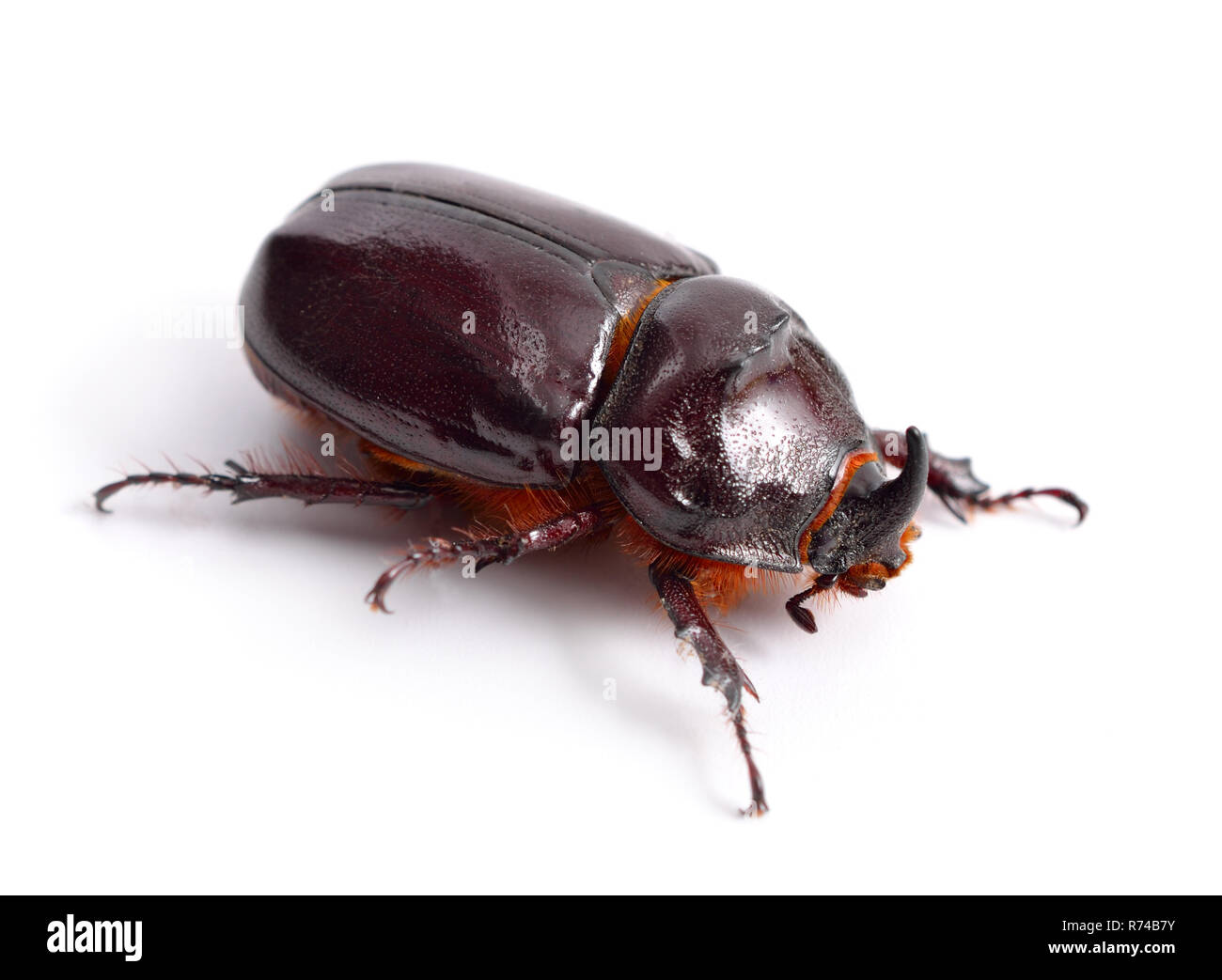 European rhinoceros beetle isolated Stock Photo - Alamy