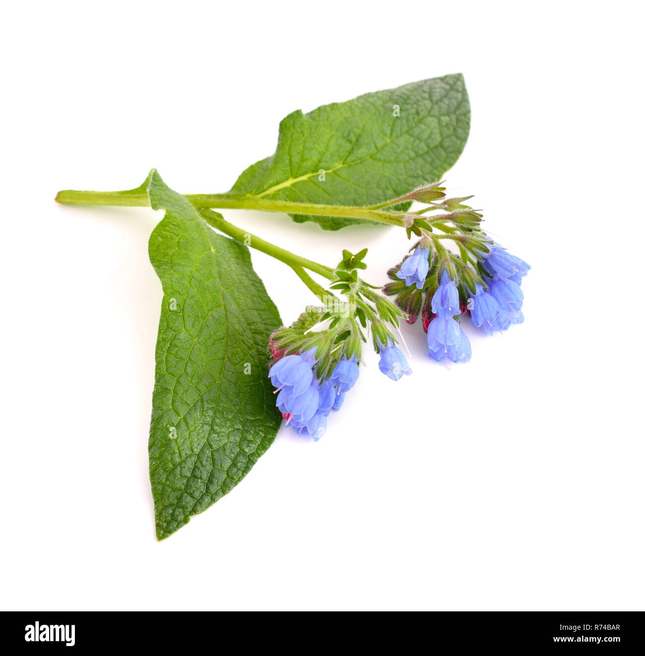 Symphytum (comfrey) isolated Stock Photo - Alamy