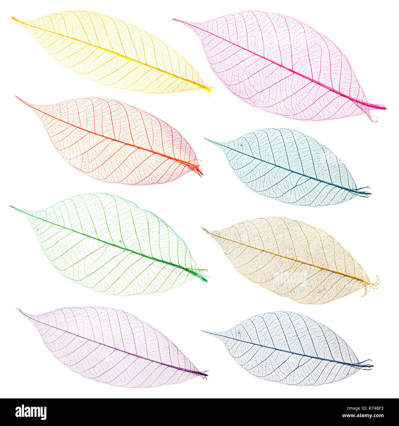 Collection of multi-colored leaves for design. Isolated Stock Photo - Alamy