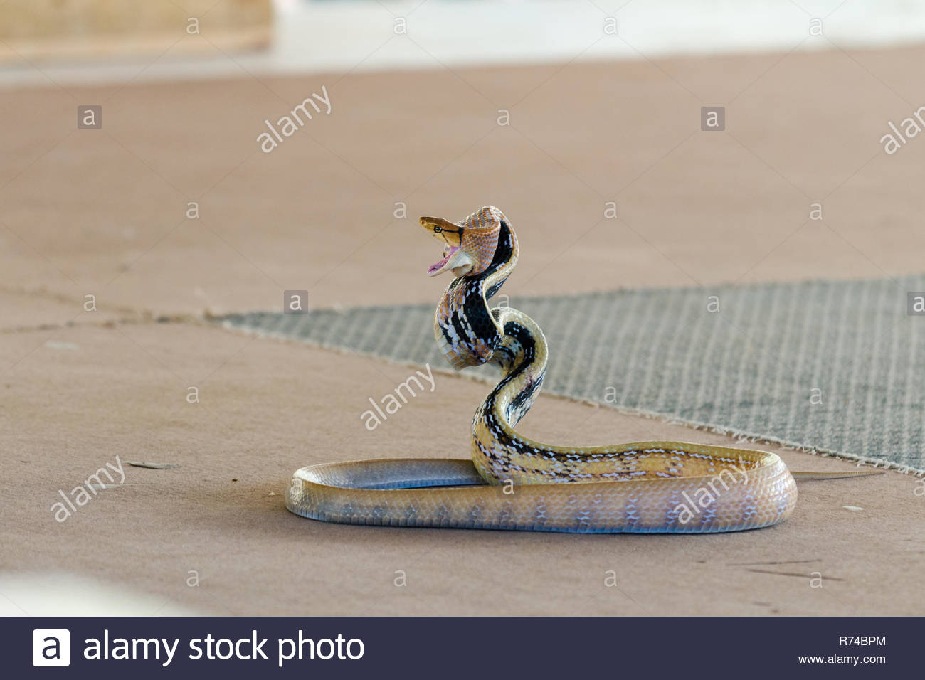 Ban San High Resolution Stock Photography and Images - Alamy