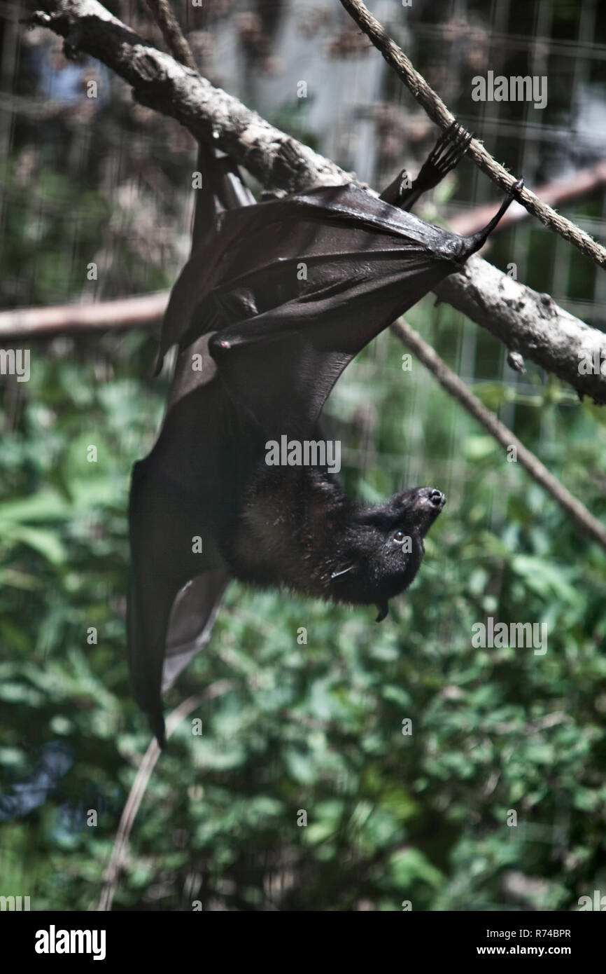 Black giant fruit bat, hanging from a rope full body view eating fruit ...