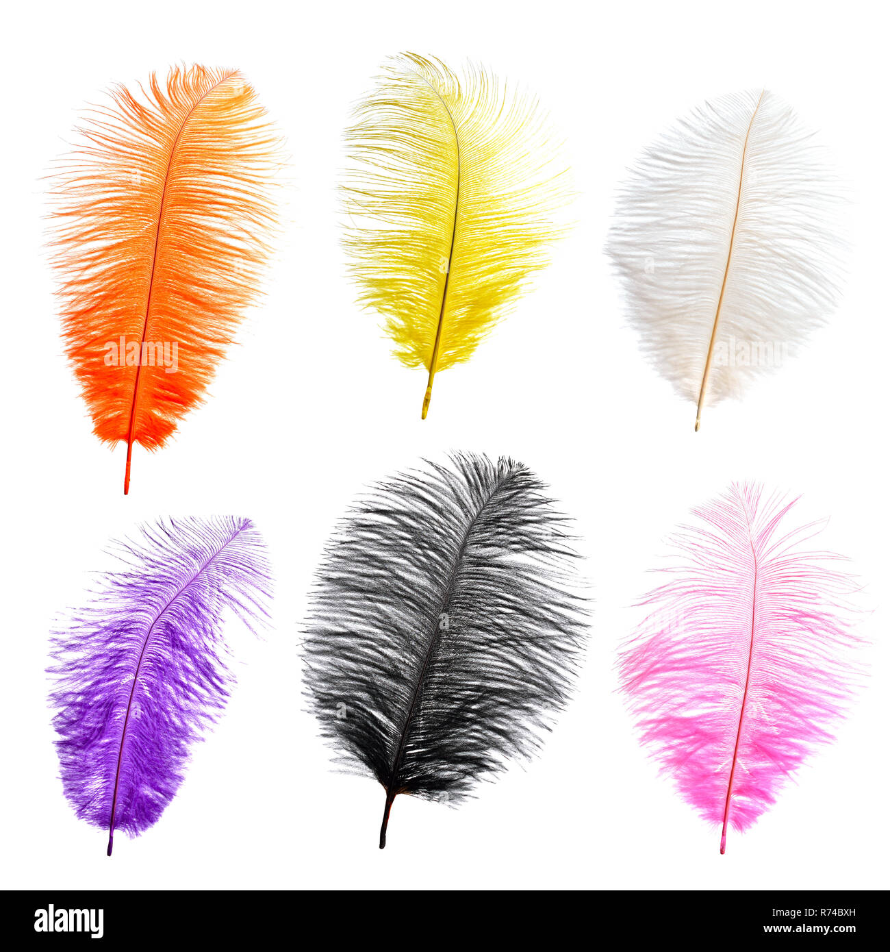 Collection of big color feathers. Isolated on white background Stock ...