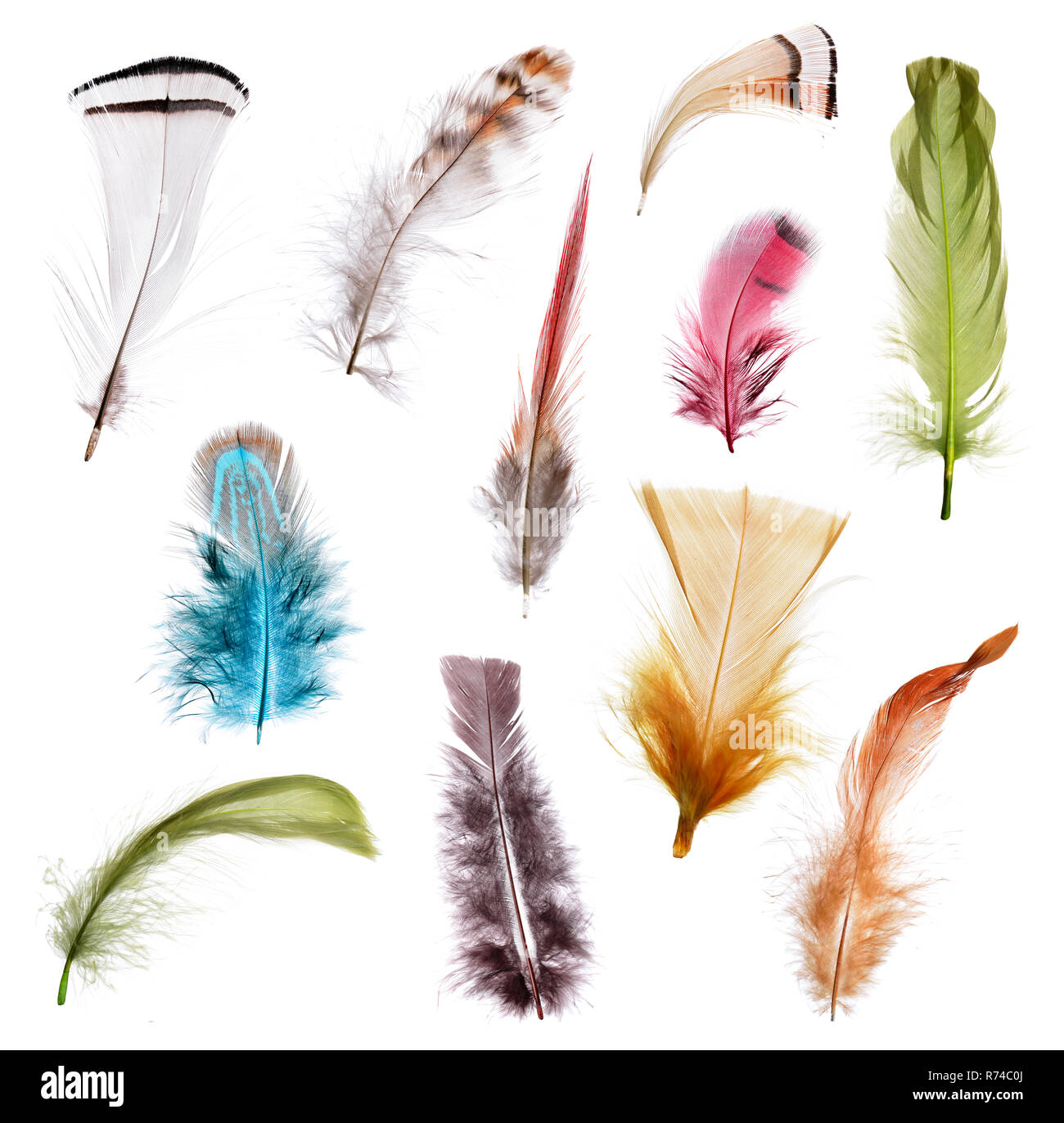 Collection of different color feathers. Isolated on white background ...
