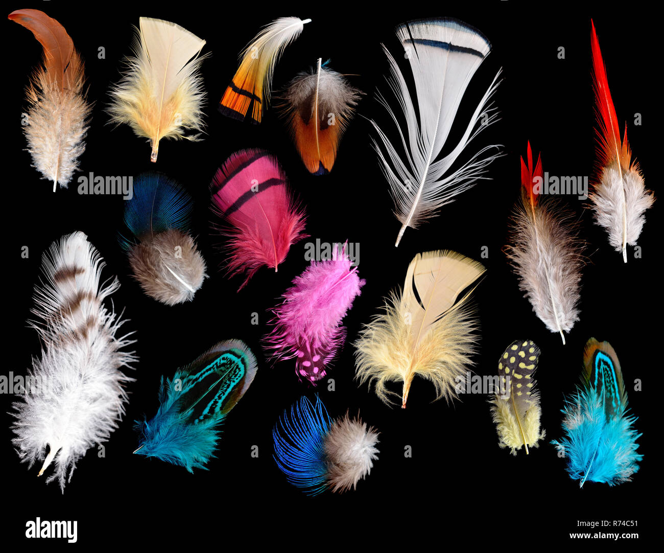 Collection of different color feathers. Isolated on black background ...