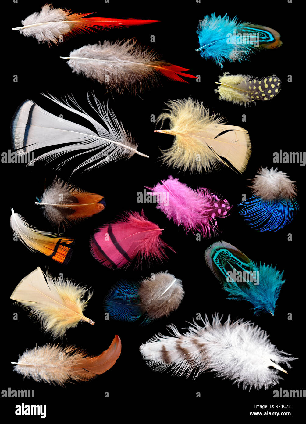 Collection of different color feathers. Isolated on black background ...