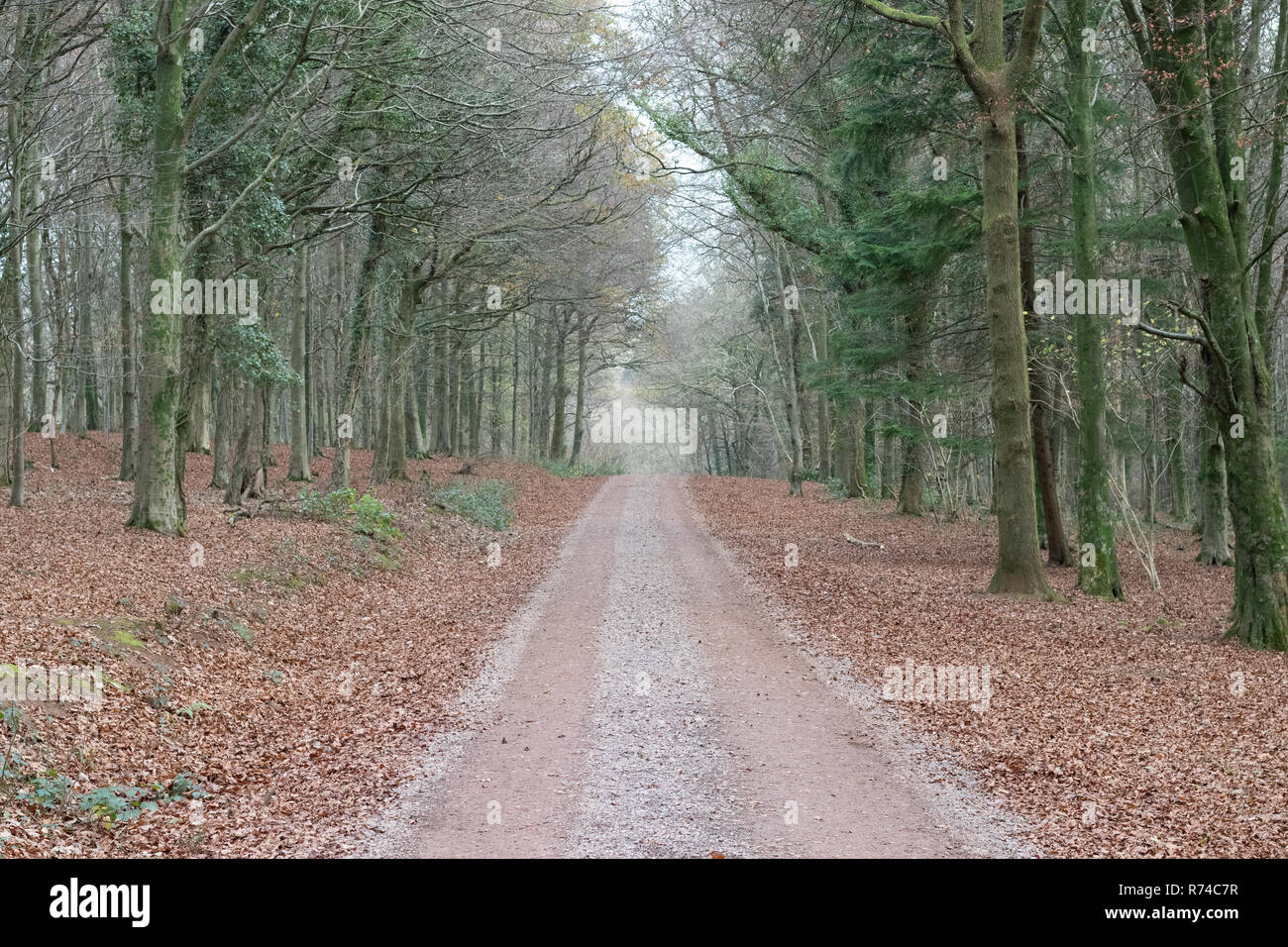 Dirt road through woods hi-res stock photography and images - Alamy