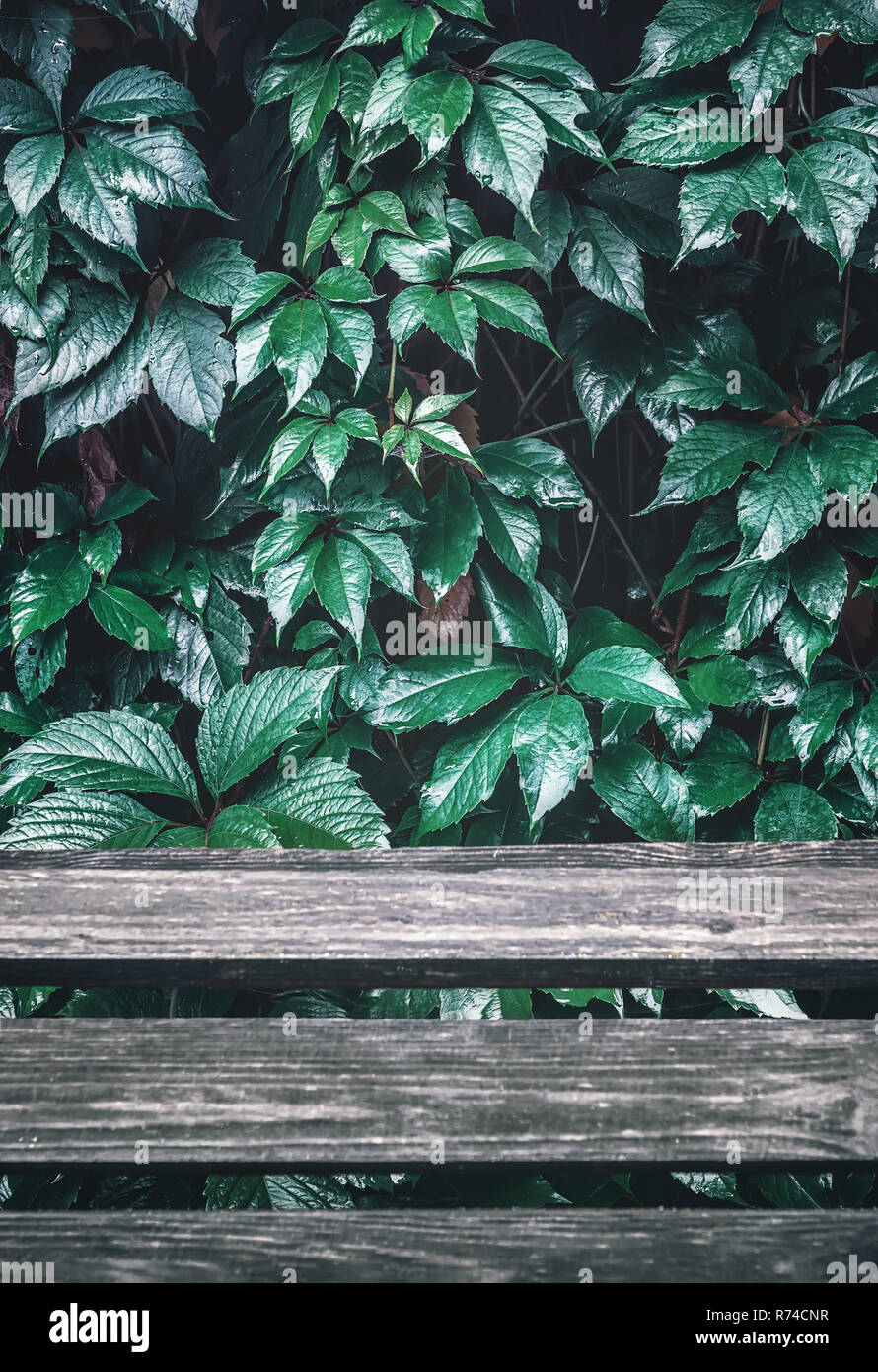 Wet wooden plank garden bench hi-res stock photography and images - Alamy