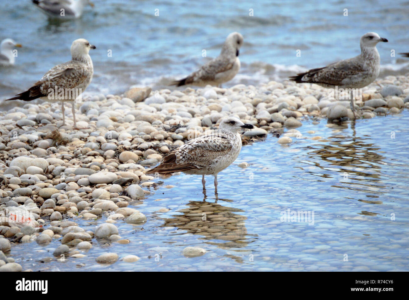 Mediterranean bird coastal habitat hi-res stock photography and images ...