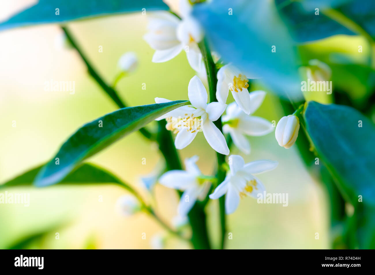 Mandarin blooming tree Stock Photo - Alamy
