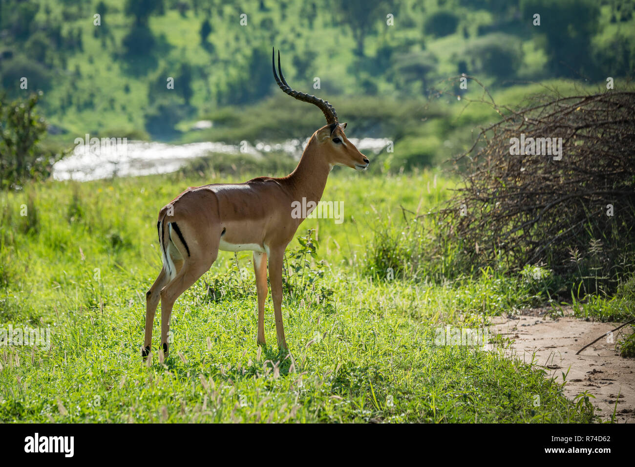 Male impala standing in profile beside river Stock Photo - Alamy