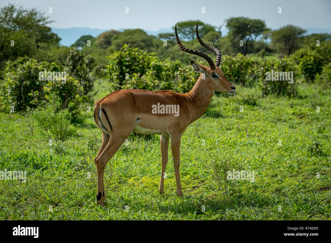 Male impala stands in profile in grassland Stock Photo - Alamy