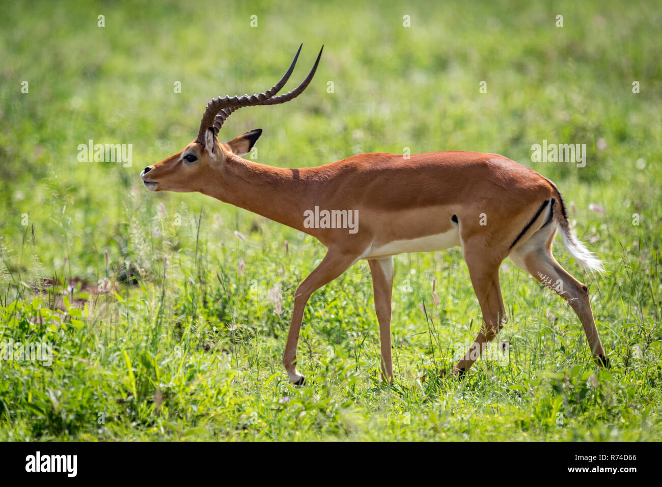 Male impala stretches head forward while walking Stock Photo - Alamy