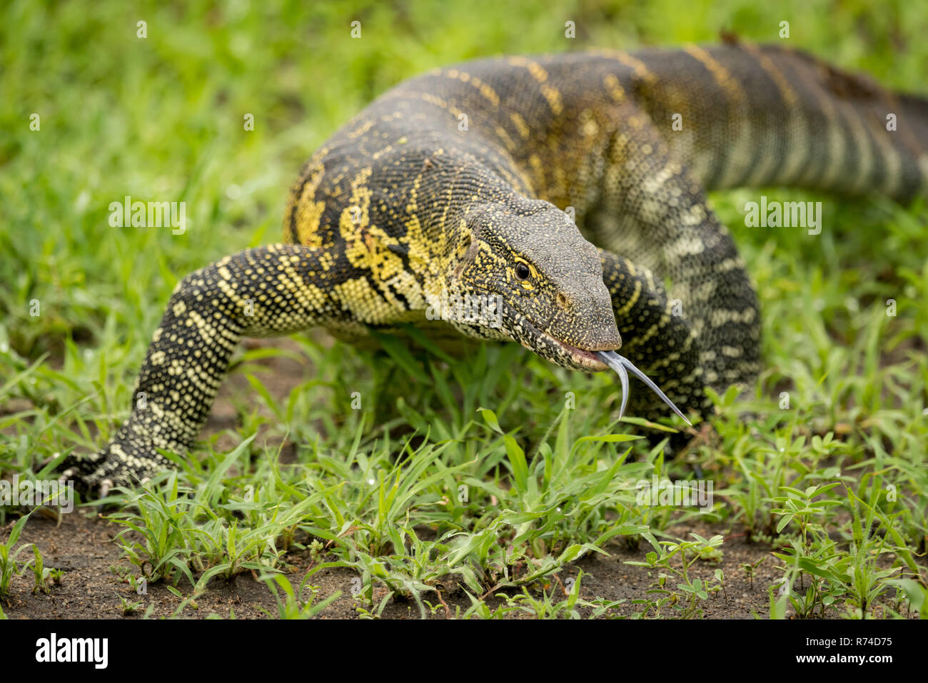 Monitor lizard crawls forward flicking tongue out Stock Photo - Alamy