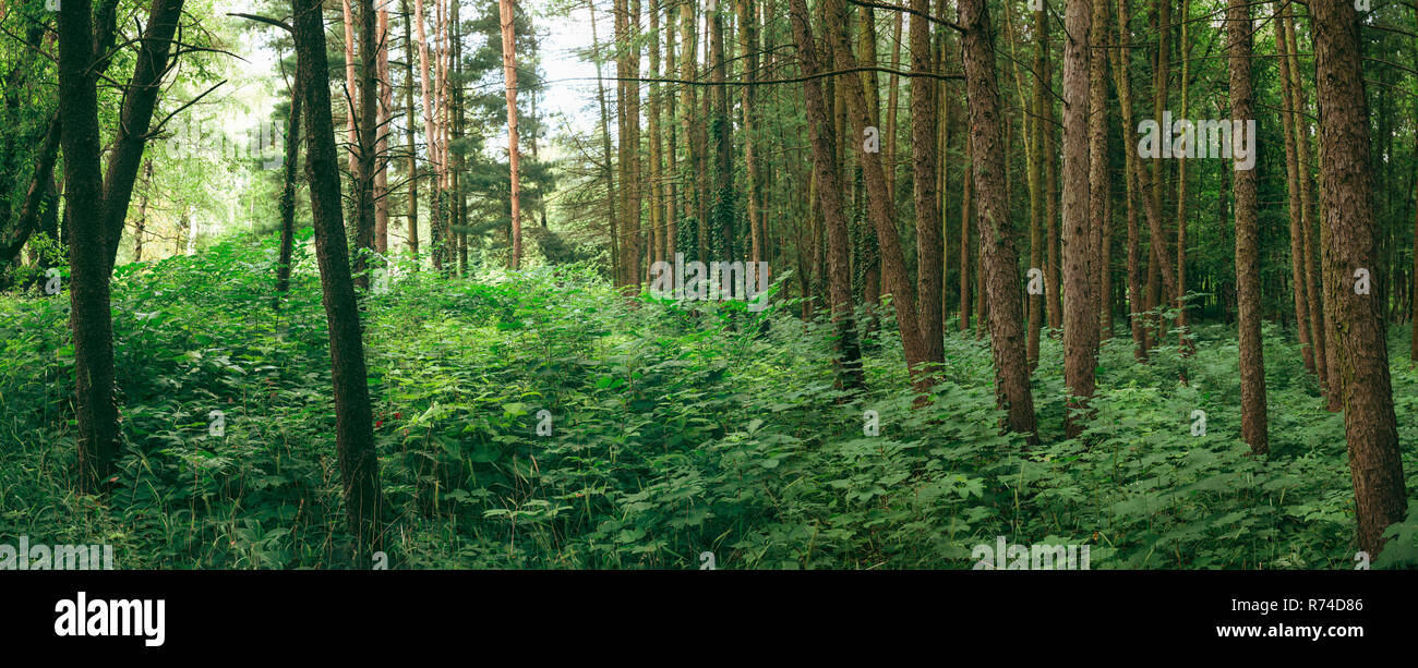 Forests Of Eastern Europe