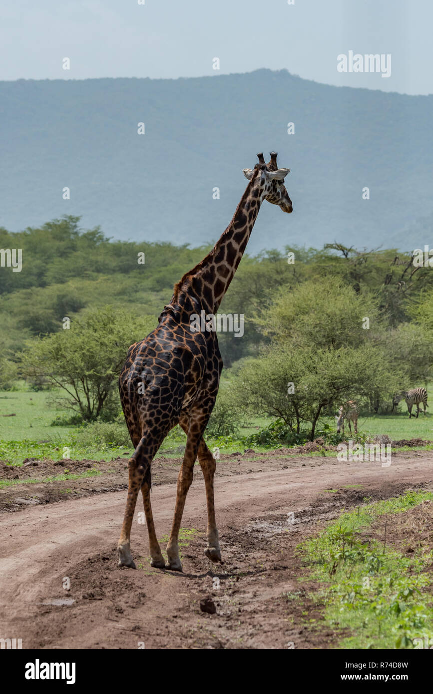Giraffe on lawn hi-res stock photography and images - Alamy