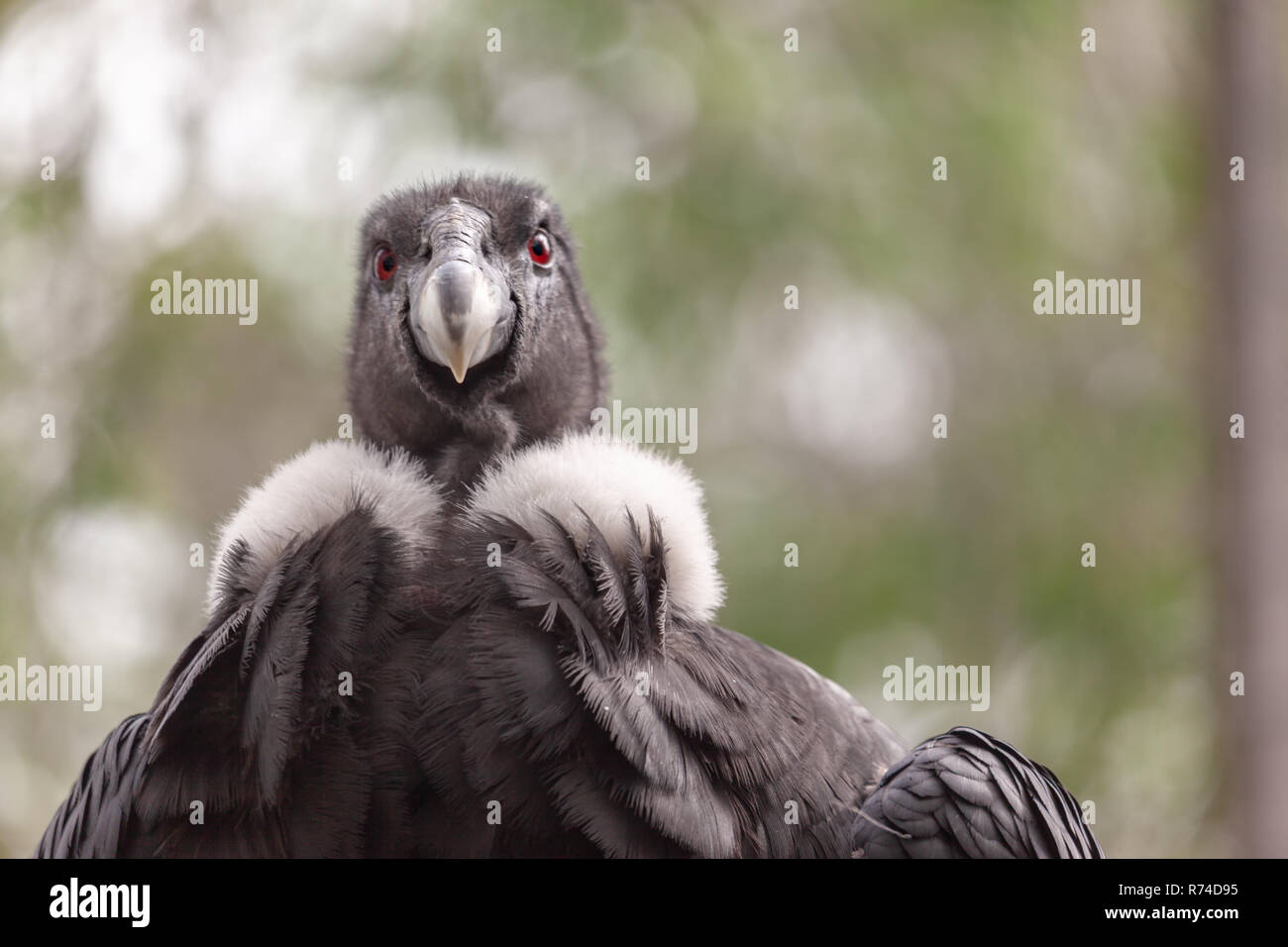 Vulture condor headshot looking at the camera with his red eyes Stock ...