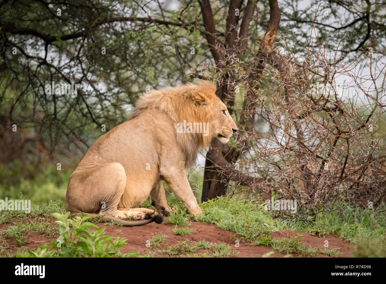 Male lion sitting in woods in profile Stock Photo - Alamy