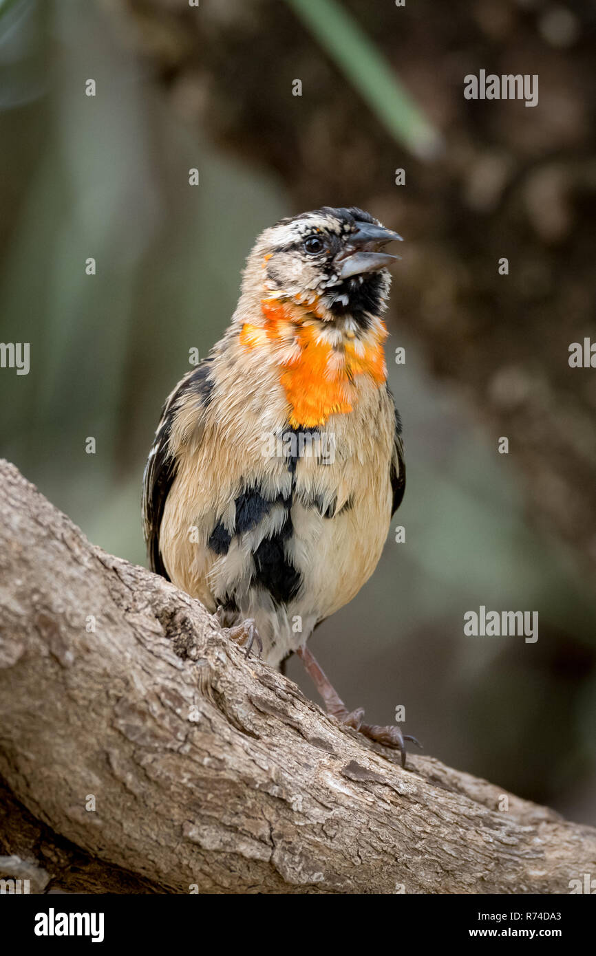 Male southern red bishop with transition plumage Stock Photo - Alamy