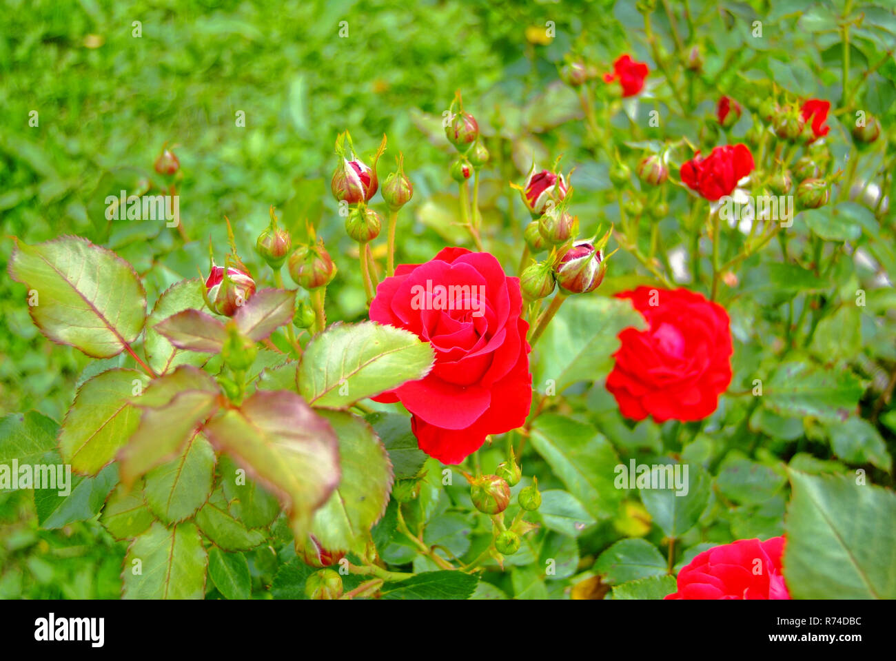 bright red tea roses in the garden Stock Photo - Alamy