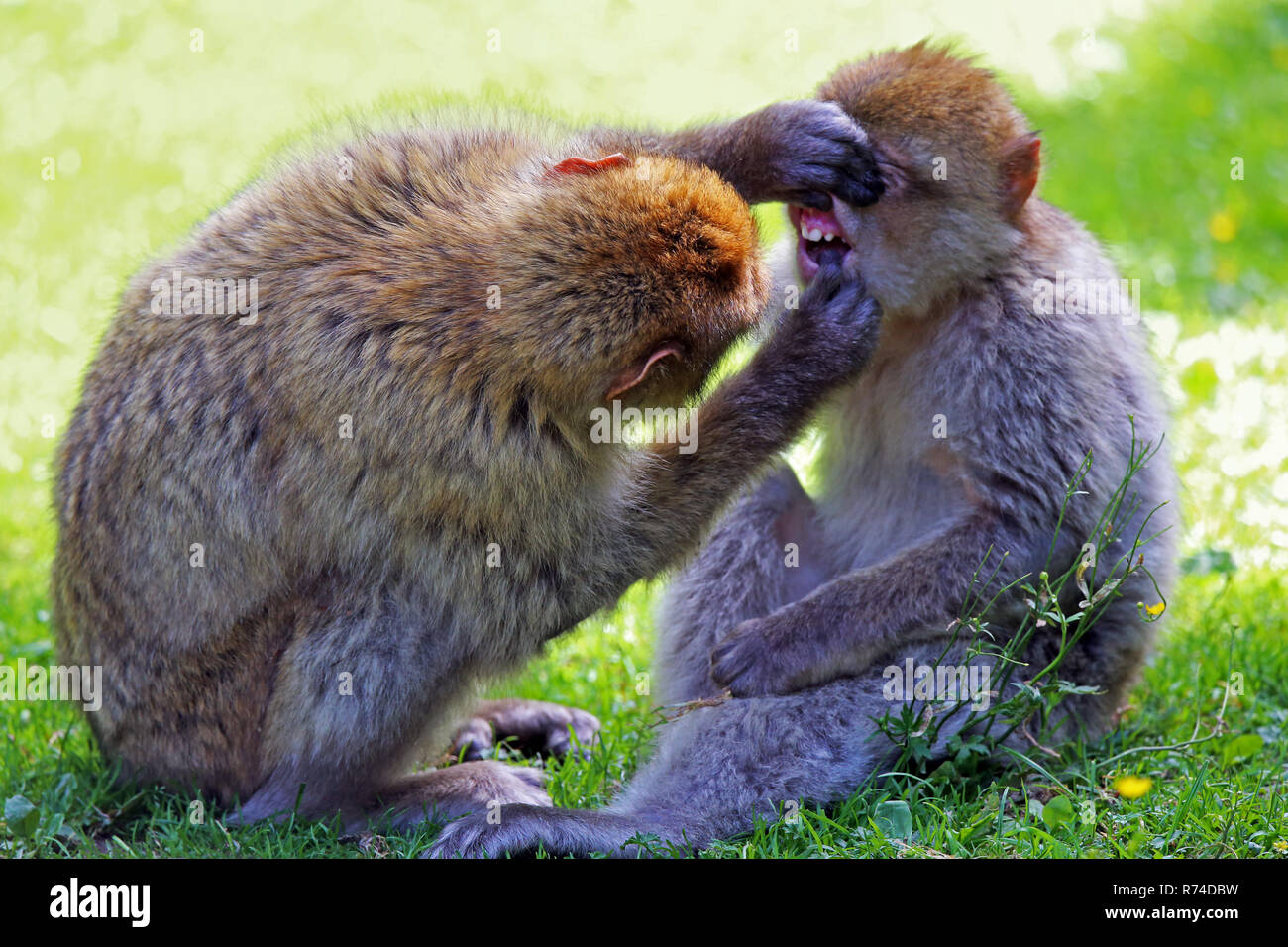 Coarse teeth hi-res stock photography and images - Alamy