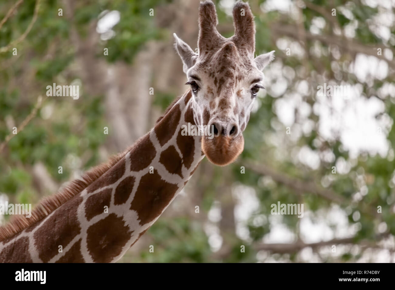 Giraffe head shot with view of part of the neck Stock Photo - Alamy