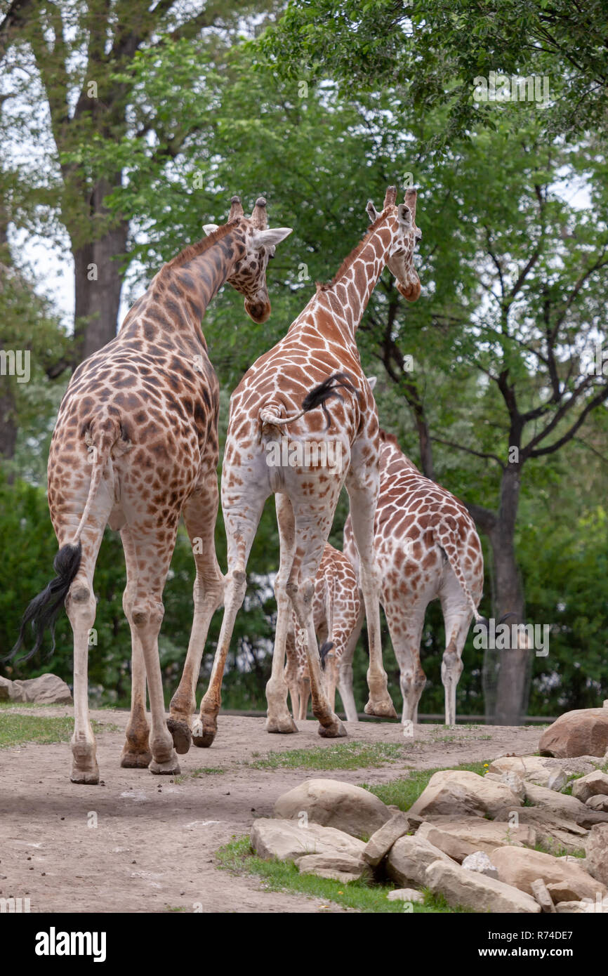 Back View Of Giraffe Head High Resolution Stock Photography and Images ...