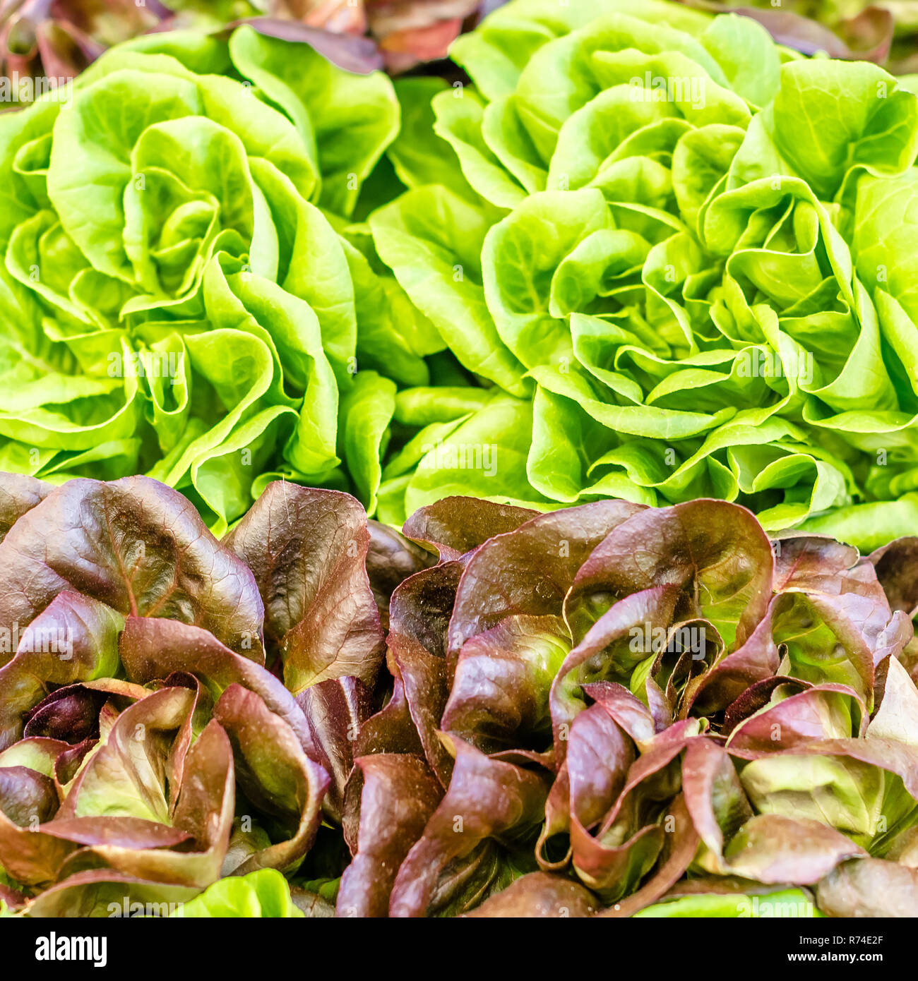 Fresh lettuce background Stock Photo - Alamy