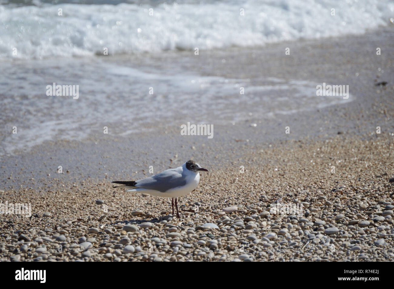 Mediterranean bird walking on a pebble beach with waves background ...