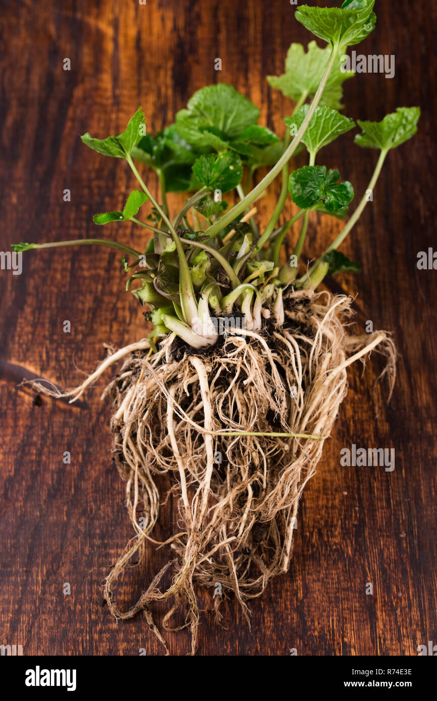 Wasabi roots hi-res stock photography and images - Alamy
