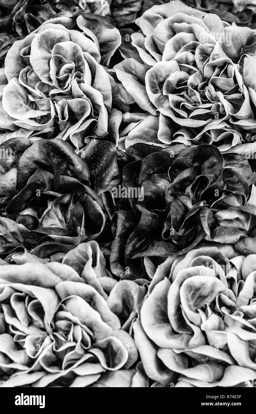 Delicious salad fresh lettuce Black and White Stock Photos & Images - Alamy