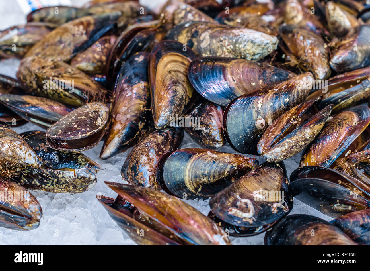 Fresh mussels in a fish market Stock Photo - Alamy