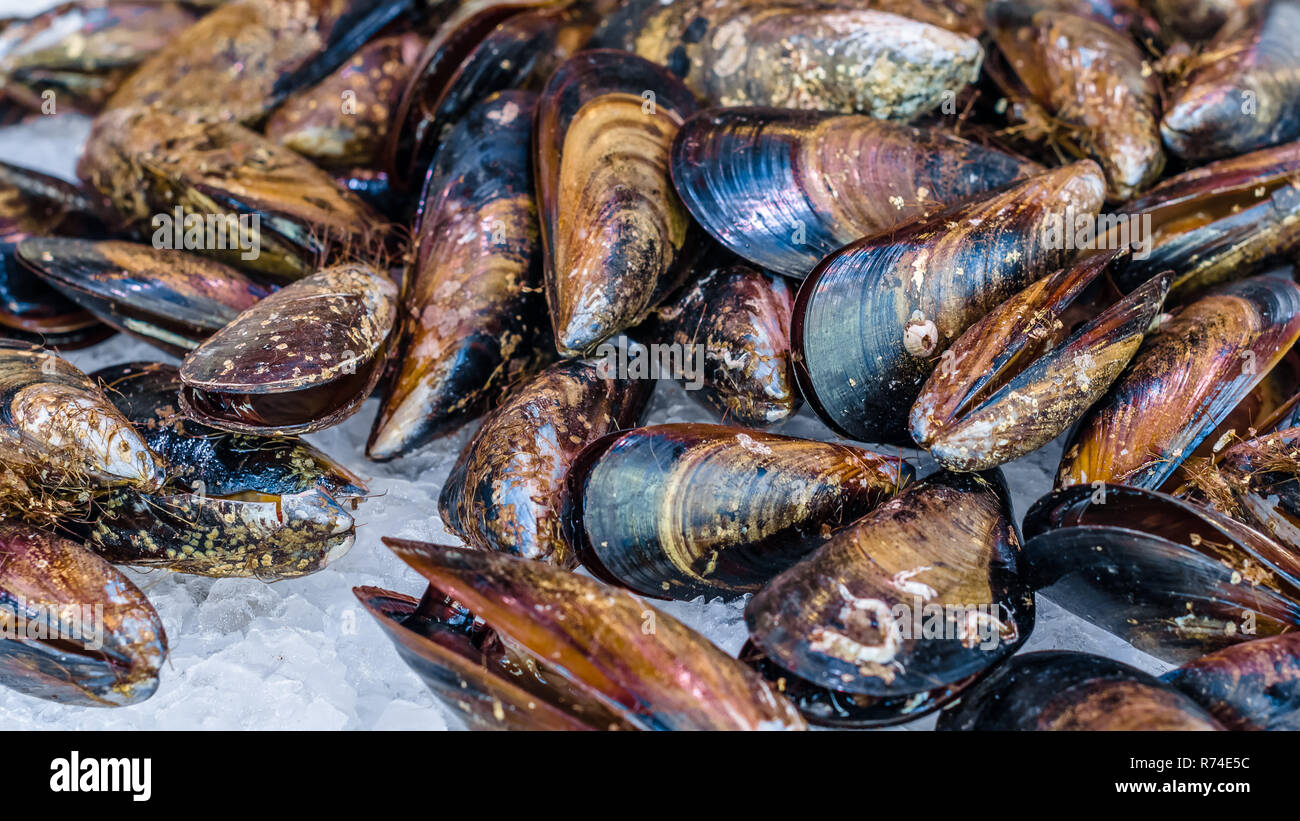 Fresh mussels in a fish market Stock Photo - Alamy