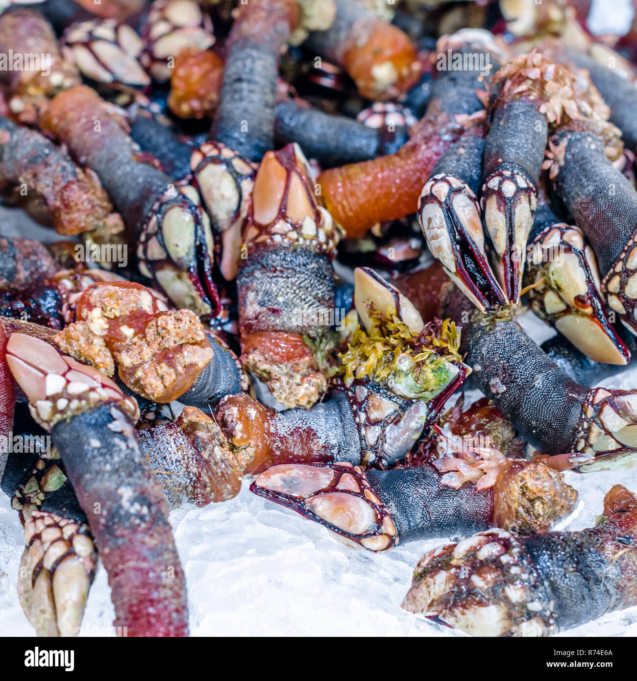 Goose barnacles in a fish market Stock Photo - Alamy