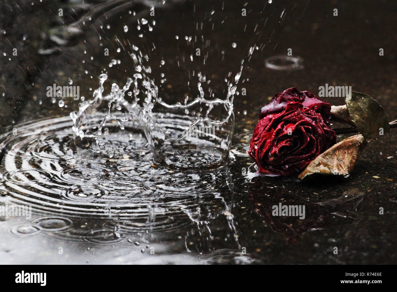 Sad raindrop mourning sorrow hi-res stock photography and images - Alamy