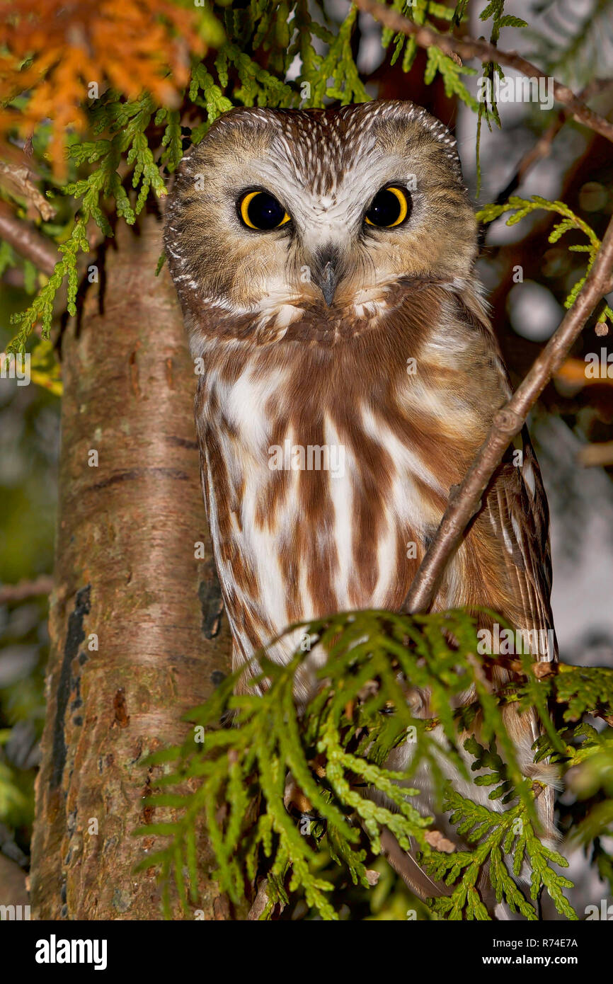 Northern Saw whet Owl Stock Photo - Alamy