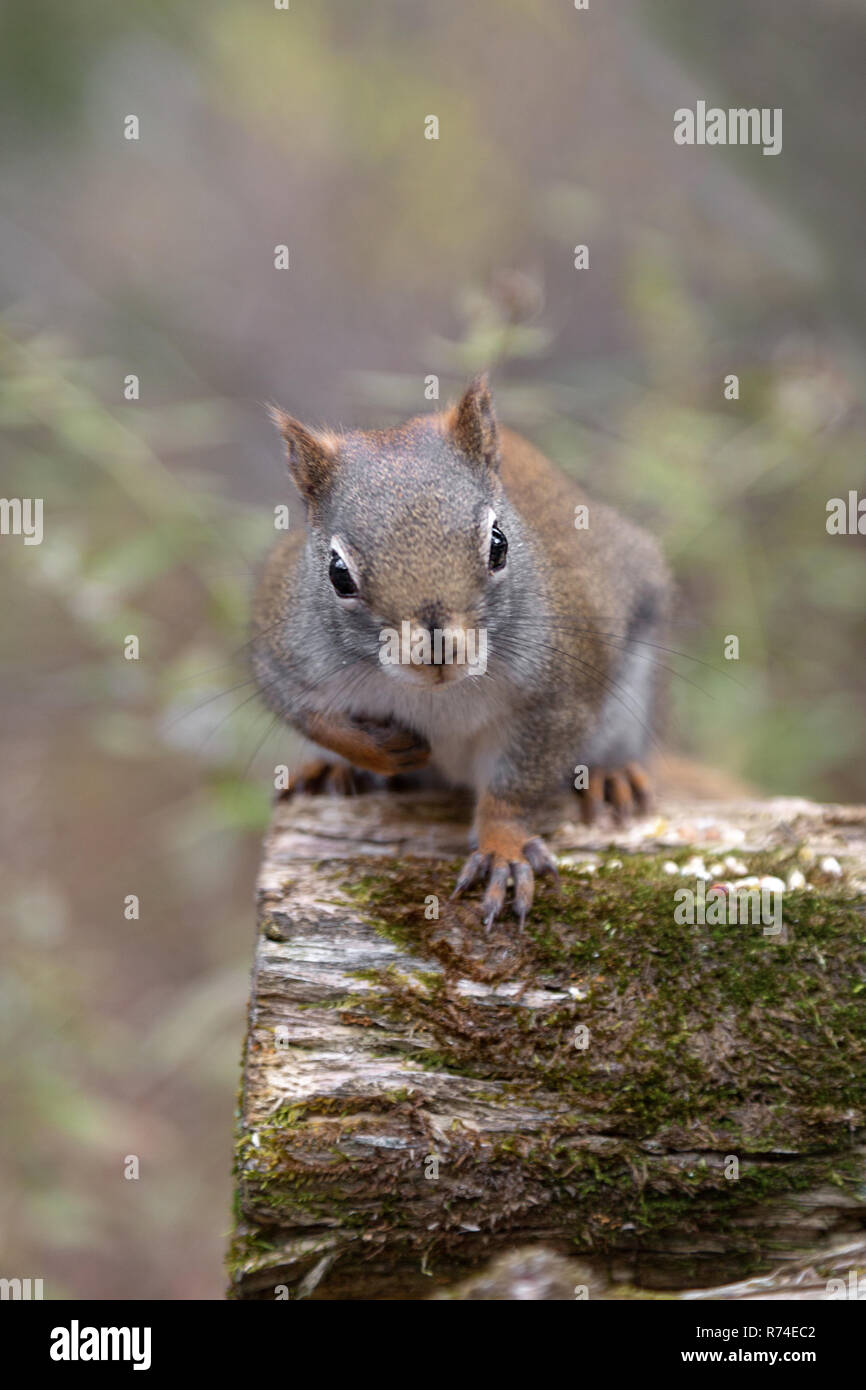 Curious cute squirrel looking at the camera in the forest Stock Photo ...