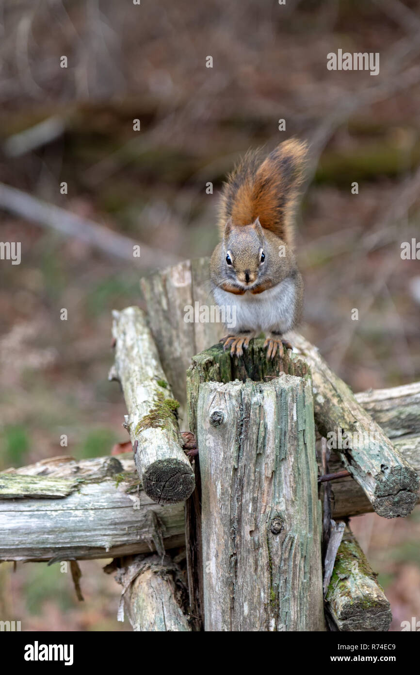Curious cute squirrel looking at the camera in the forest Stock Photo ...