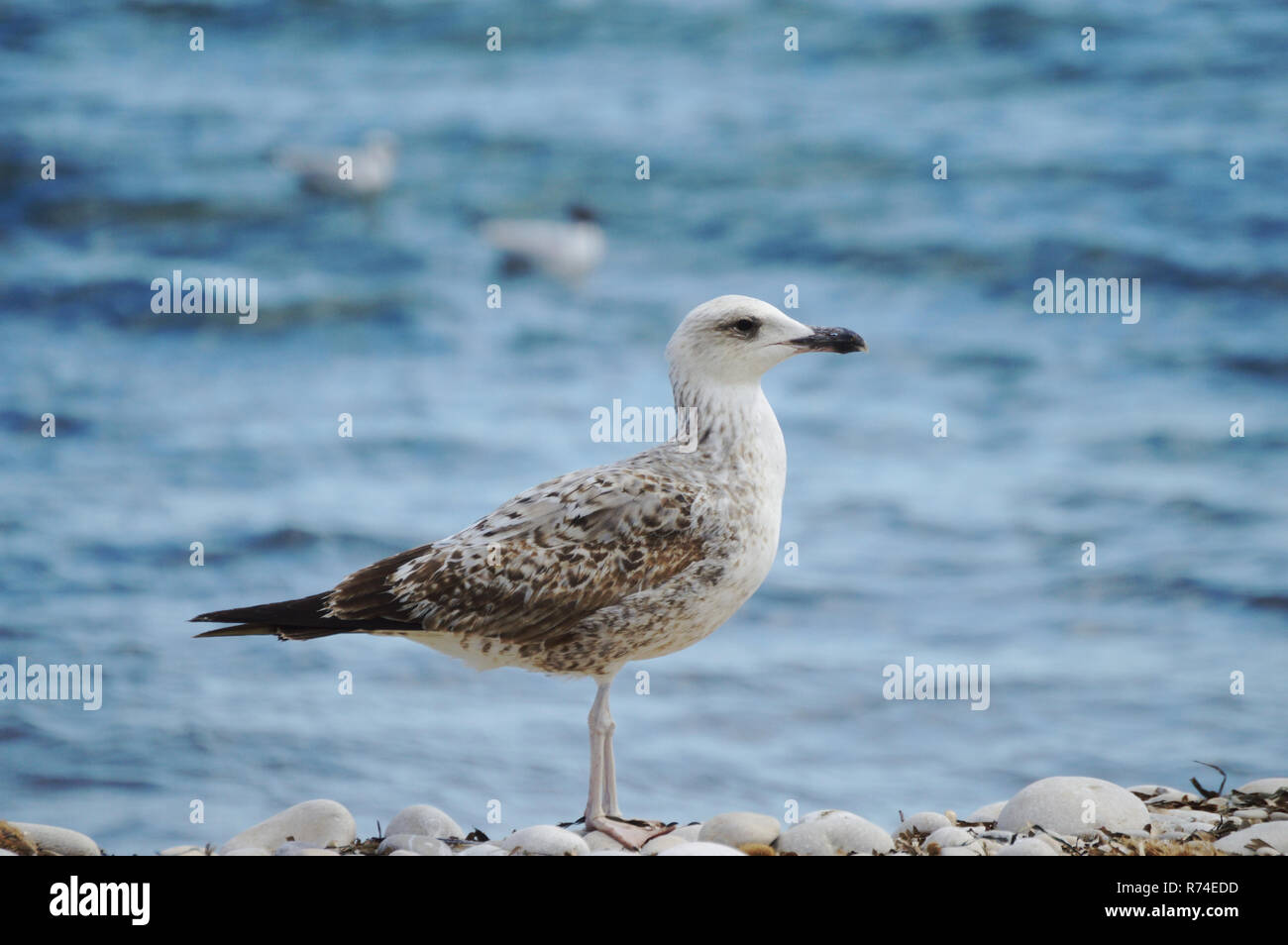 Mediterranean seagull isolated Stock Photo - Alamy
