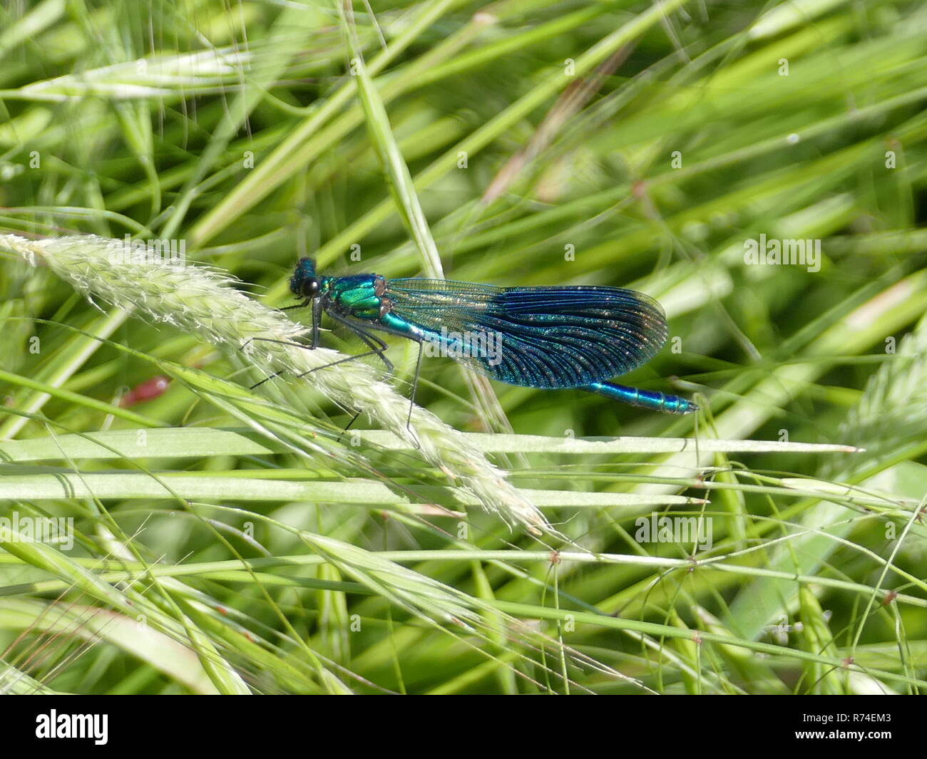 Gleaming green grass hi-res stock photography and images - Alamy