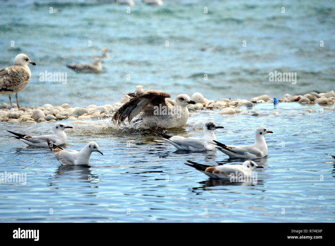 Mediterranean seagull extending wings while swimming surrounded by ...